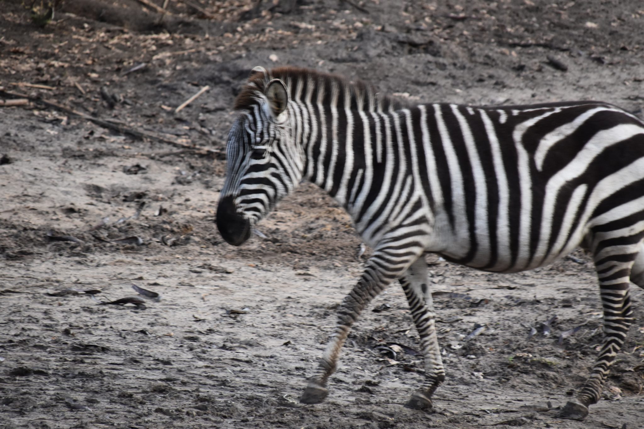 Grant zebra (Equus quagga boehmi) | DierenWiki | Grant zebra